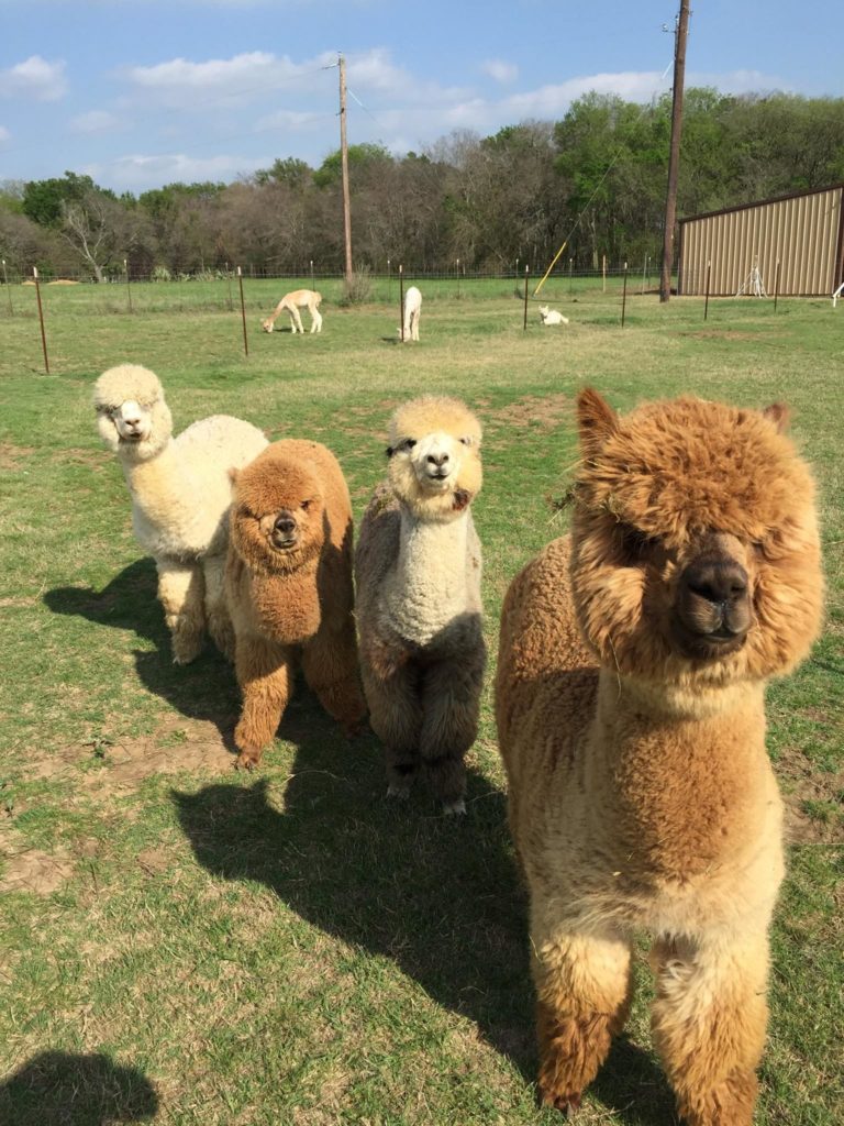 Exploring Legendary Alpacas of Texas